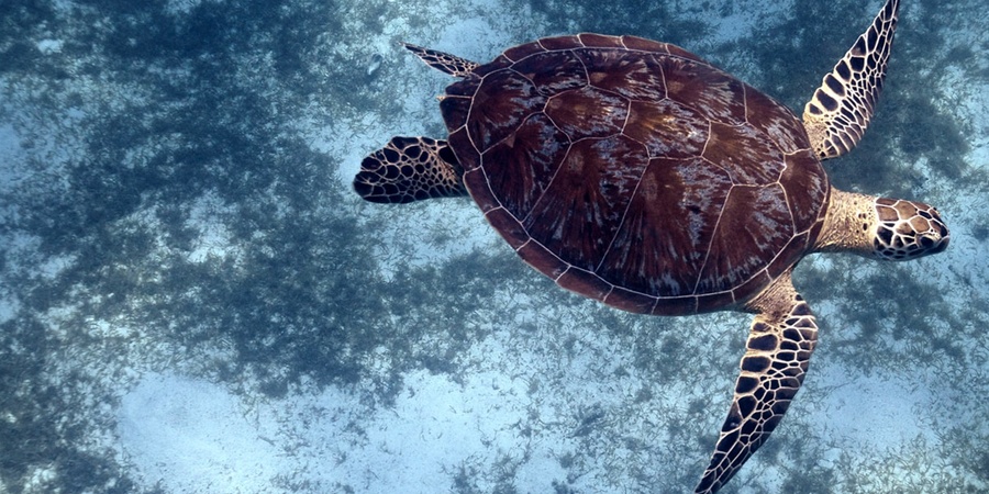 Sea Shepherd Scandinavia