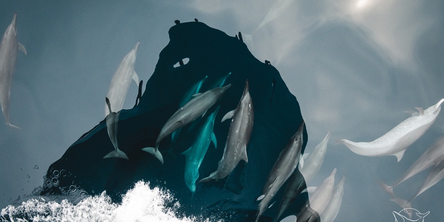 Sea Shepherd Australia