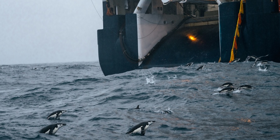 Sea Shepherd Australia