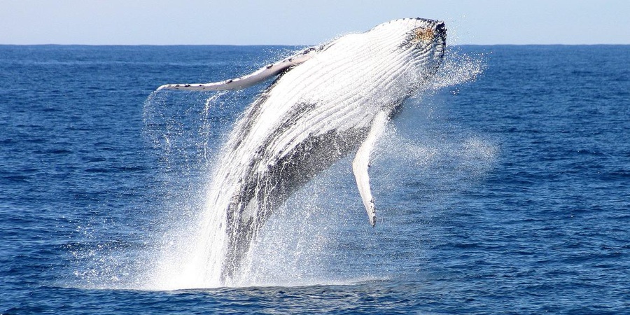 Sea Shepherd Australia