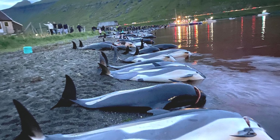 Sea Shepherd Global