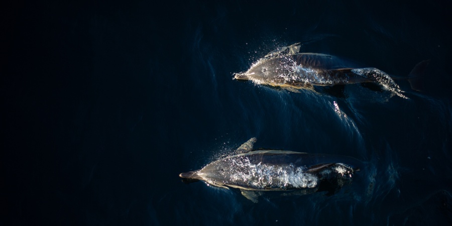 Sea Shepherd New Zealand
