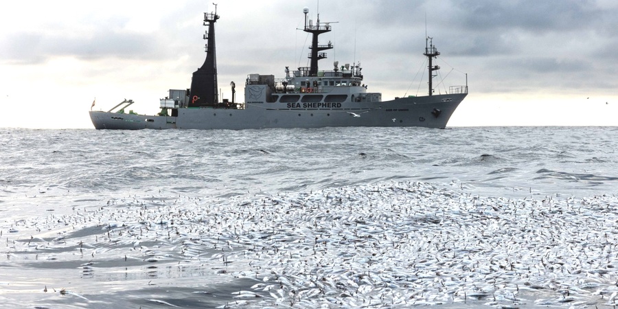 Sea Shepherd Australia