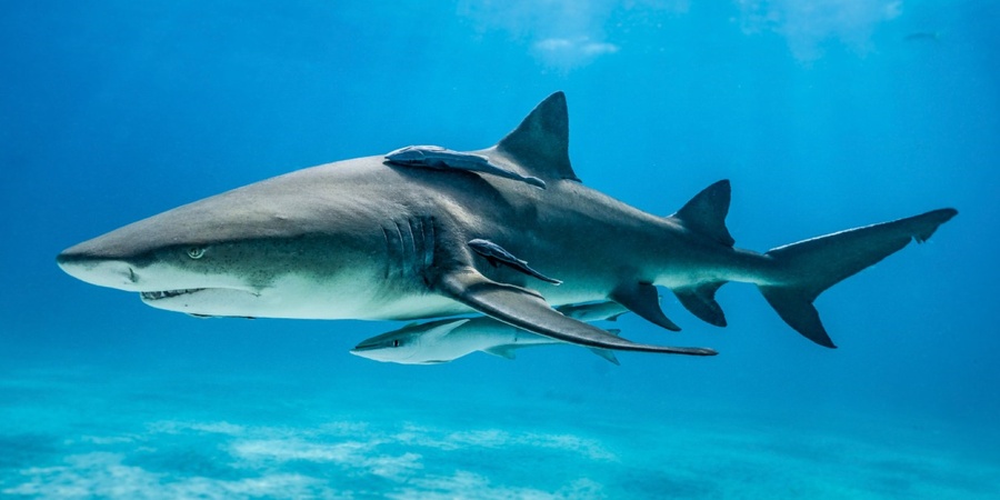 Sea Shepherd Global