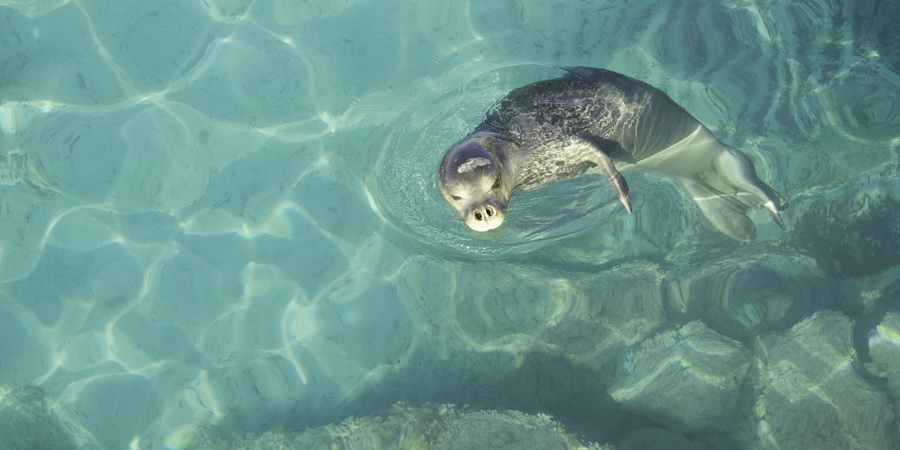 mediterranean seals
