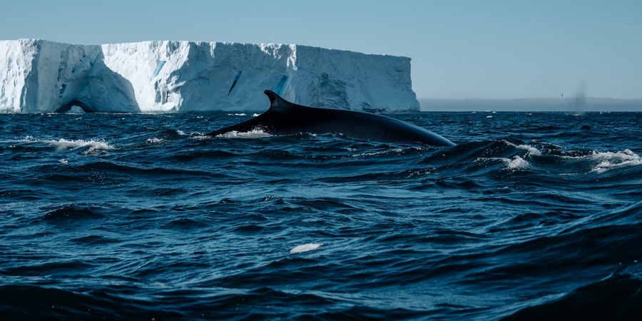 Sea Shepherd Global