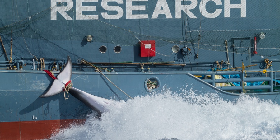 Sea Shepherd Global
