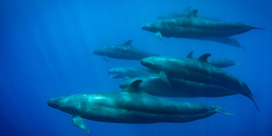 Sea Shepherd Australia