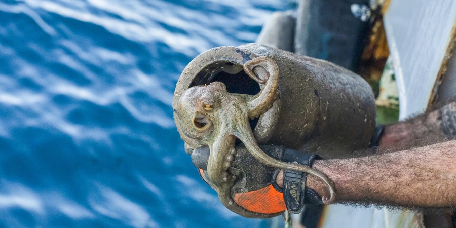 Sea Shepherd Australia