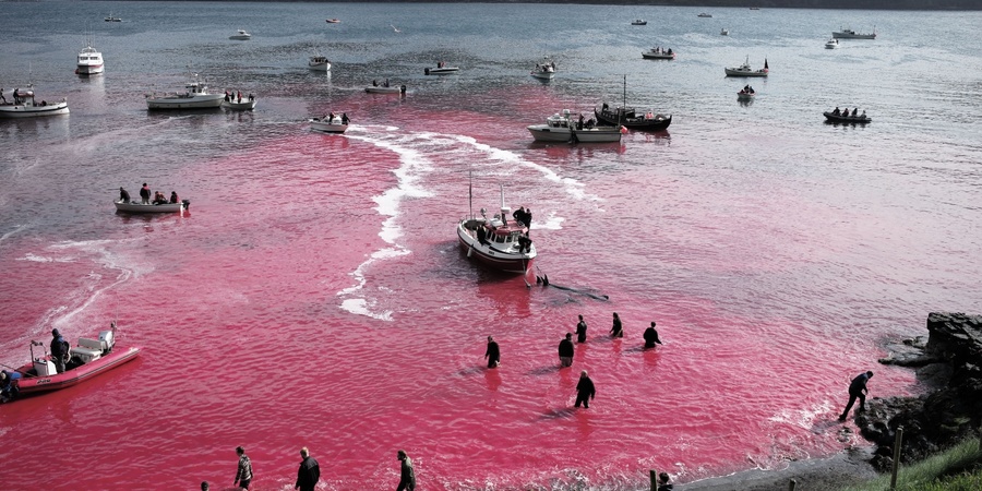 Sea Shepherd Netherlands